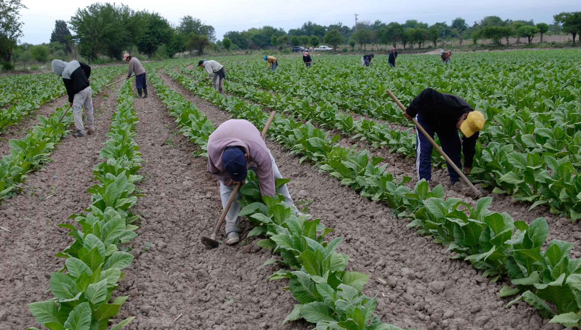 El minifundio es productivo y puede competir con acaparadores y ...