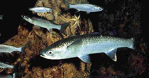 Establece Sagarpa medidas de preservación de peces lisa y lebrancha